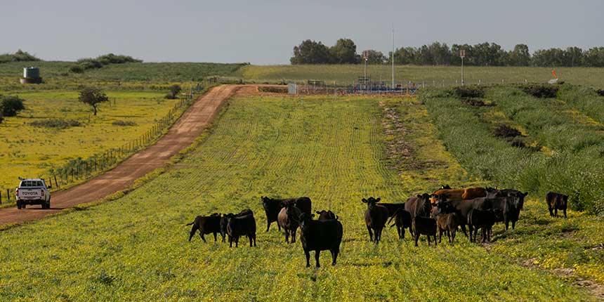 Dongara gas boom looms — CCIWA